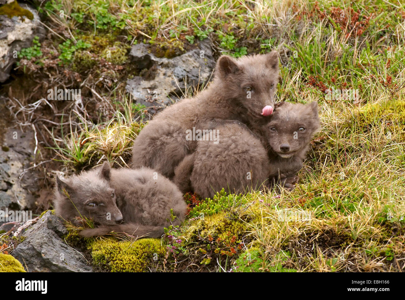 arctic fox (Alopex lagopus), three fox cubs cuddling together, Iceland ...