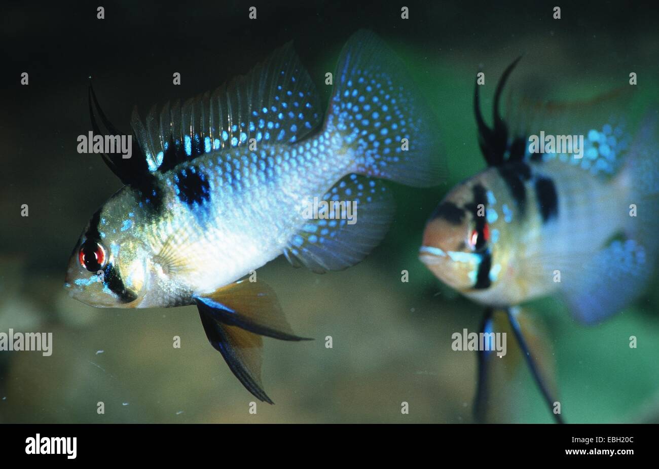 Ramirezs dwarf cichlid, Ramirezi, Ram cichlid (Microgeophagus ramirezi ...