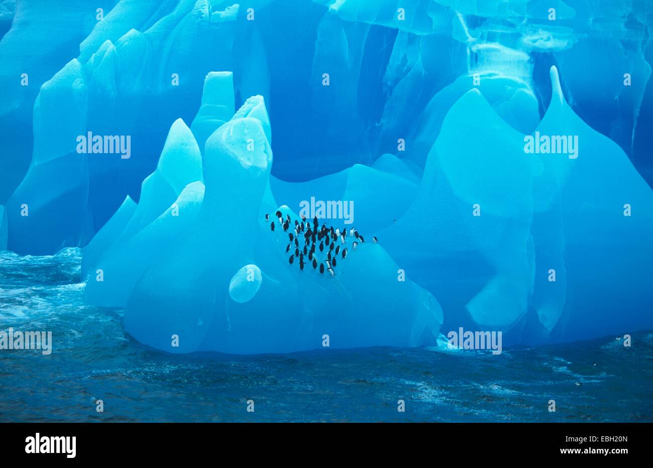 bearded penguin, chinstrap penguin (Pygoscelis antarctica Stock Photo ...