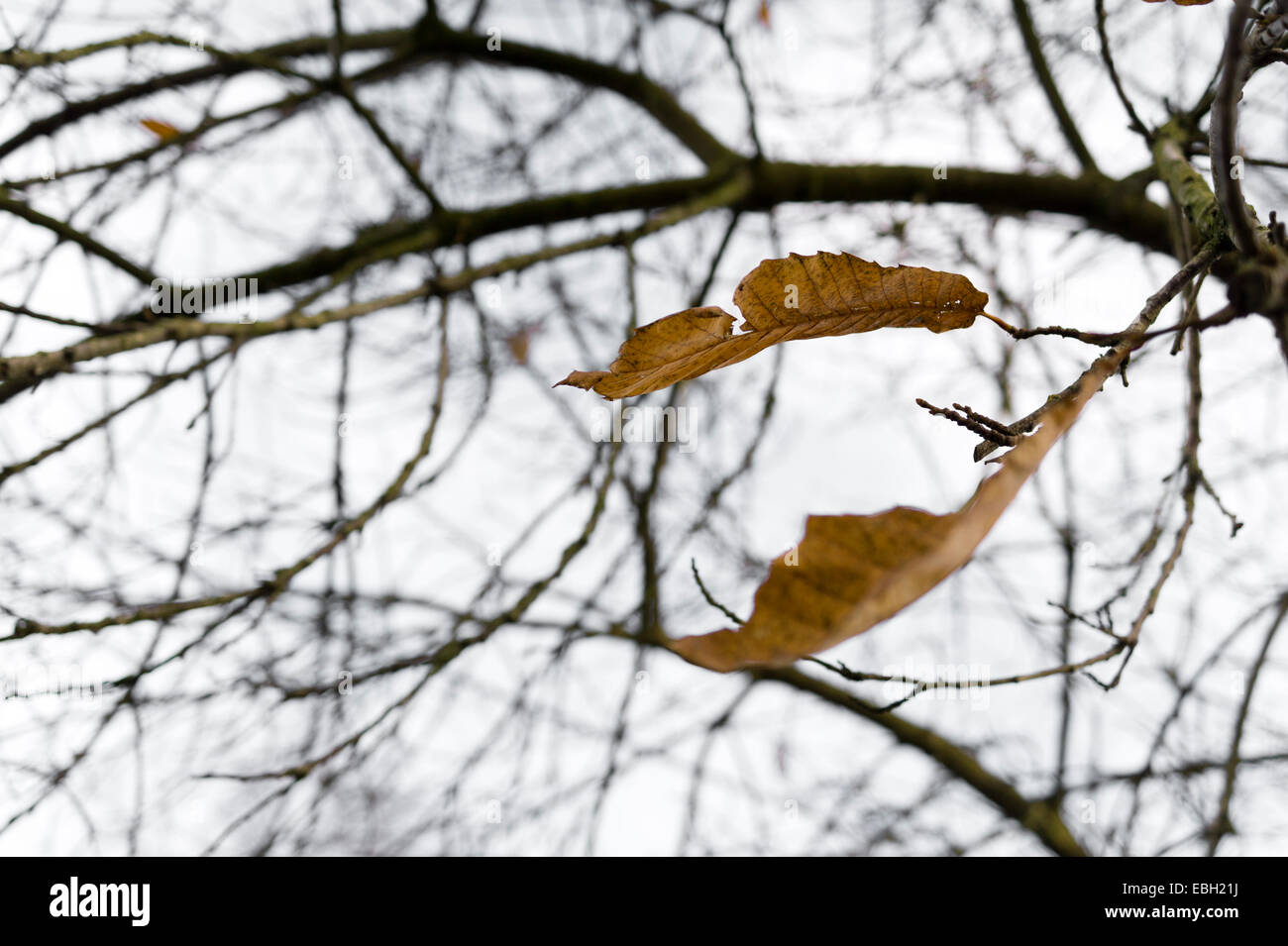 Autumn leaf tree hi-res stock photography and images - Alamy