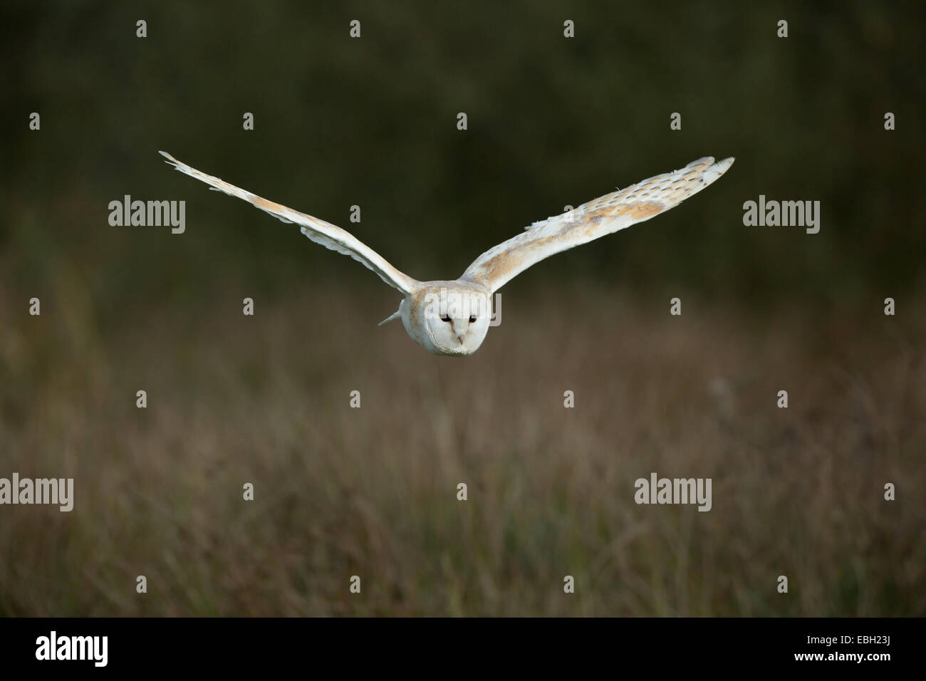 Barn Owl in flight over reeds with wings raised Stock Photo - Alamy