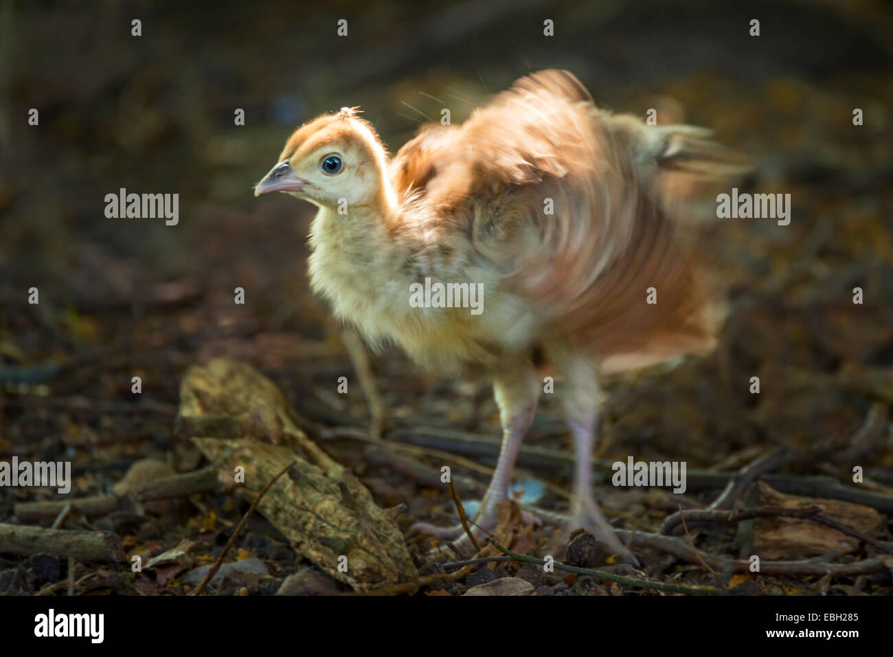 Common peafowl, Indian peafowl, blue peafowl (Pavo cristatus), chick ...