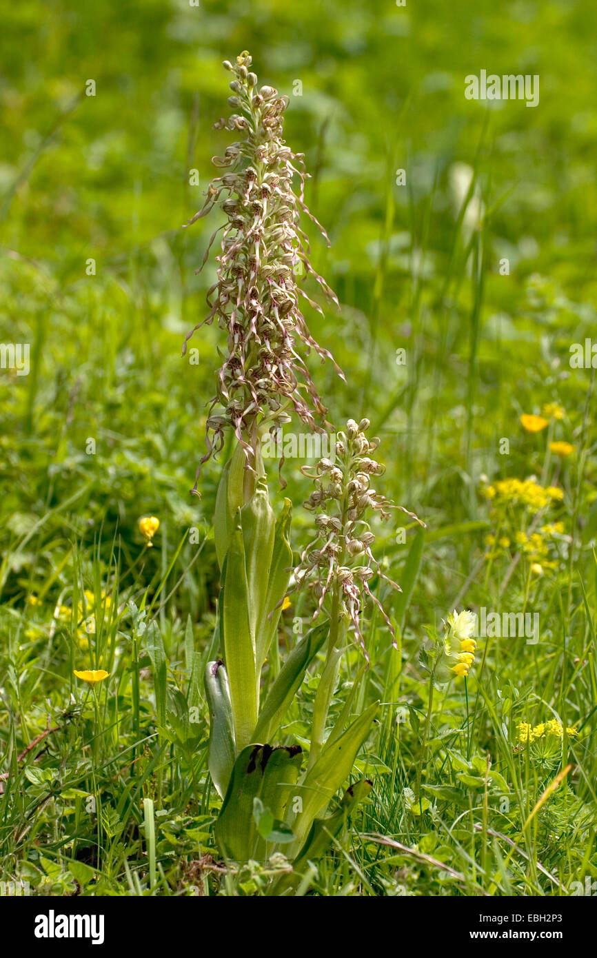 lizard orchid (Himantoglossum hircinum), at growing site, Germany ...