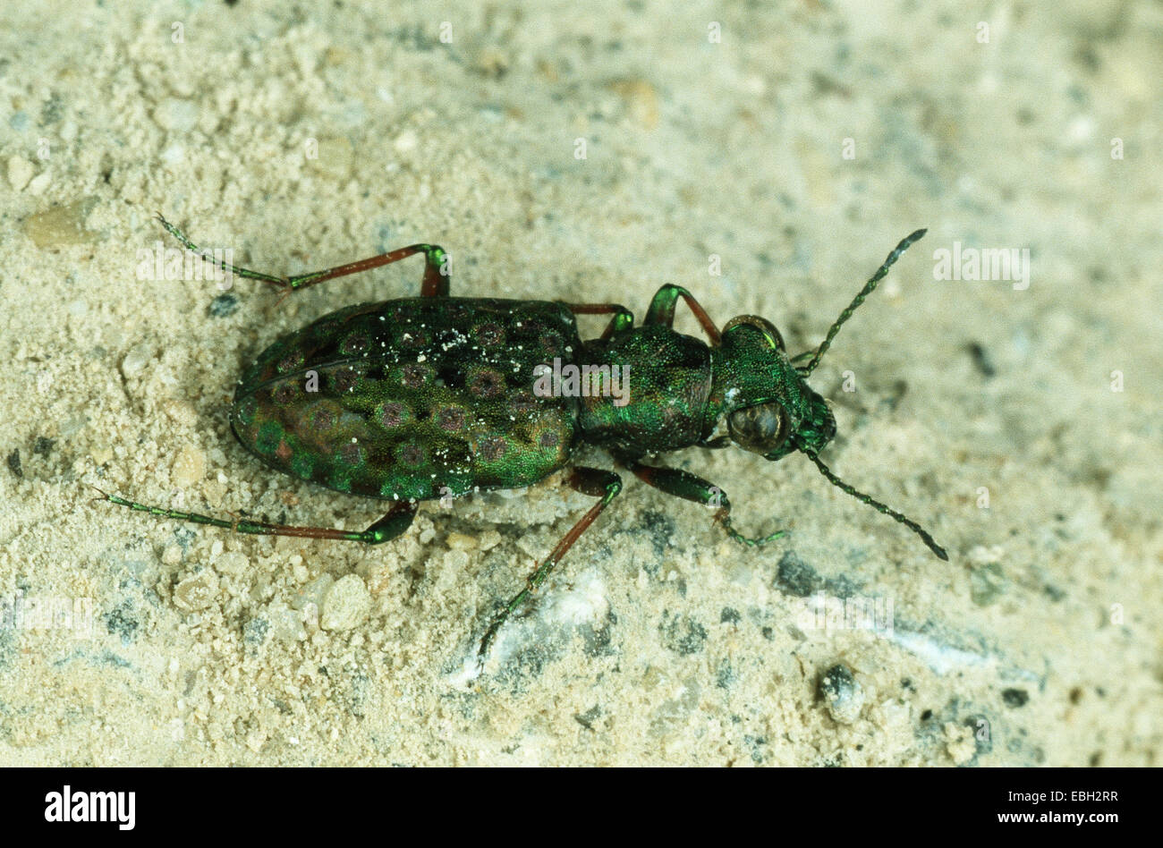 ground beetle (Elaphrus aureus Stock Photo - Alamy