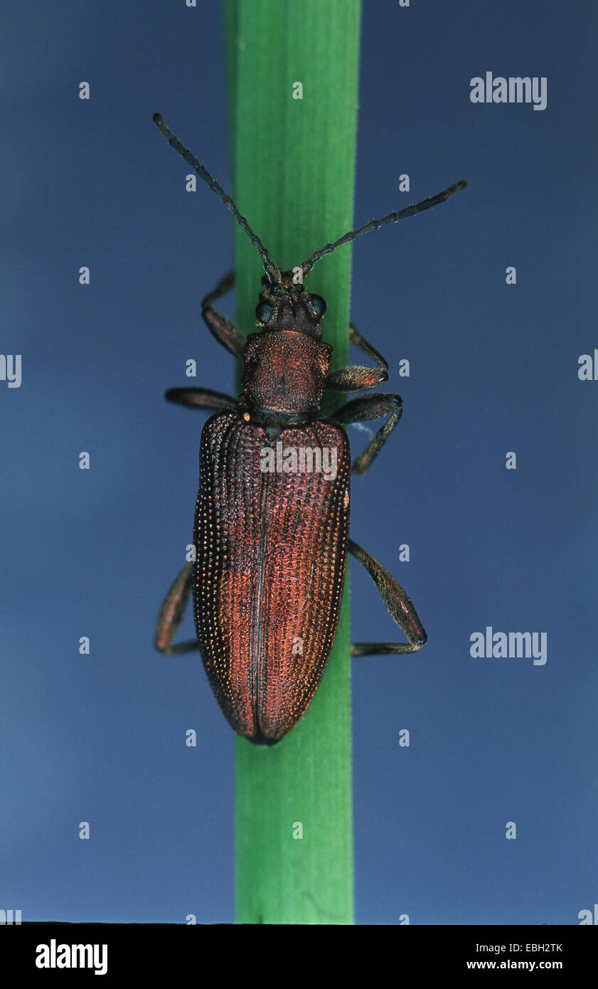 reed beetle (Donacia impressa Stock Photo - Alamy