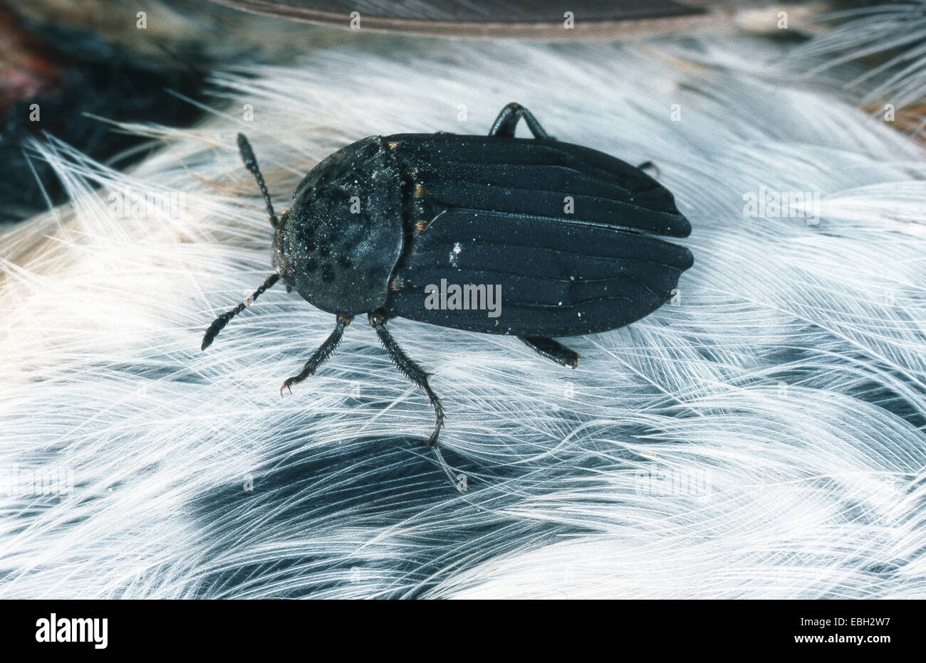 Thanatophilus sinuatus hi-res stock photography and images - Alamy