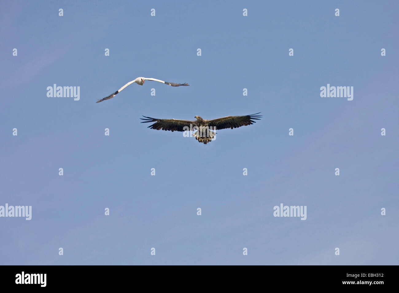 Haliaeetus albicilla und Ciconia ciconia (White-tailed Sea Eagle and ...