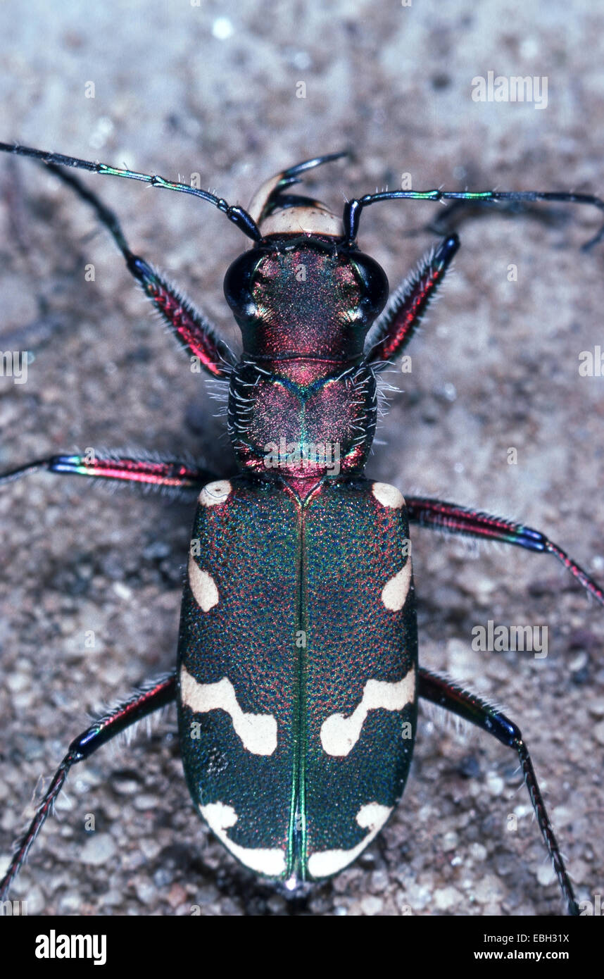 dune tiger beetle (Cicindela hybrida Stock Photo - Alamy