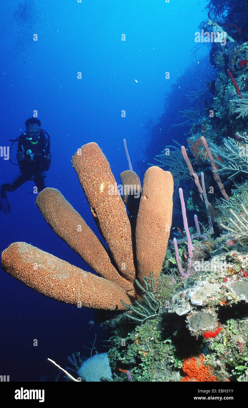 Agelas conifera hi-res stock photography and images - Alamy