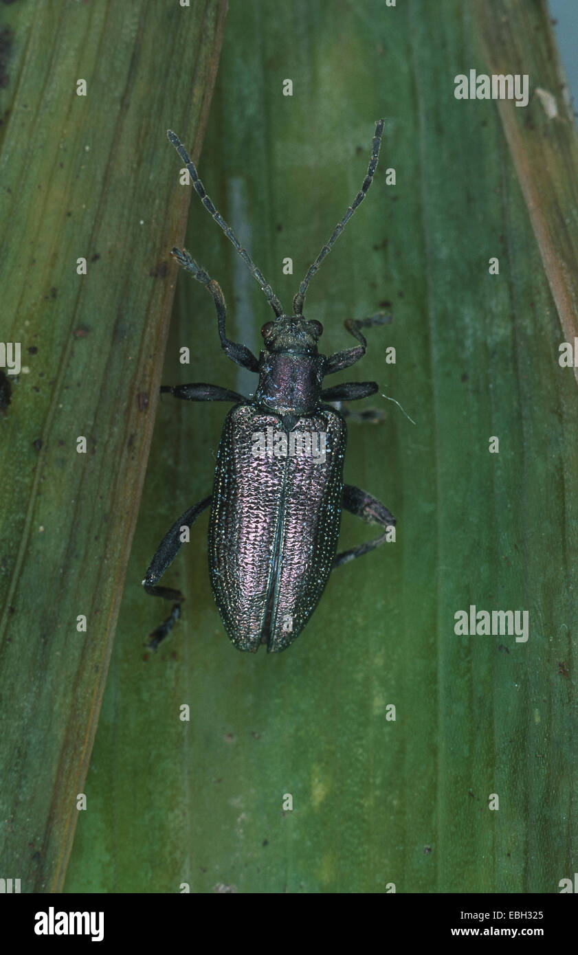 Reed beetles hi-res stock photography and images - Alamy