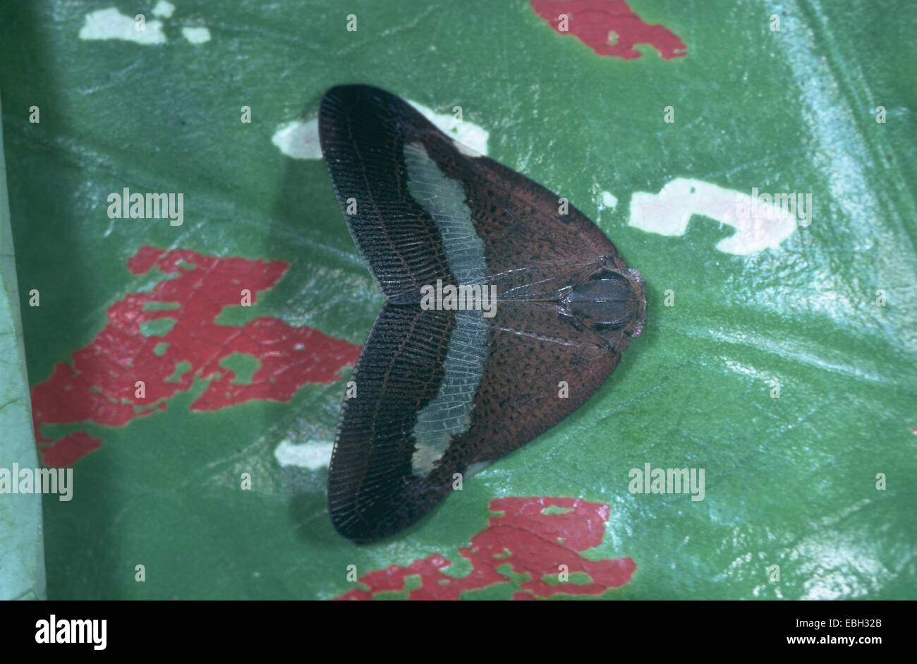 Cicada insects hi-res stock photography and images - Alamy