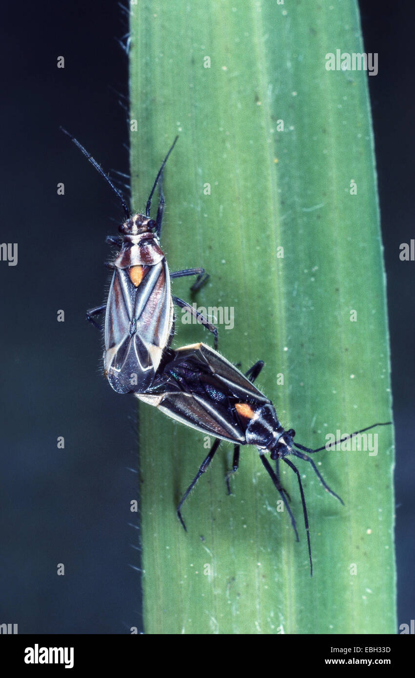 mirid, capsid bug, plant bug (Capsodes cingulatus Stock Photo - Alamy