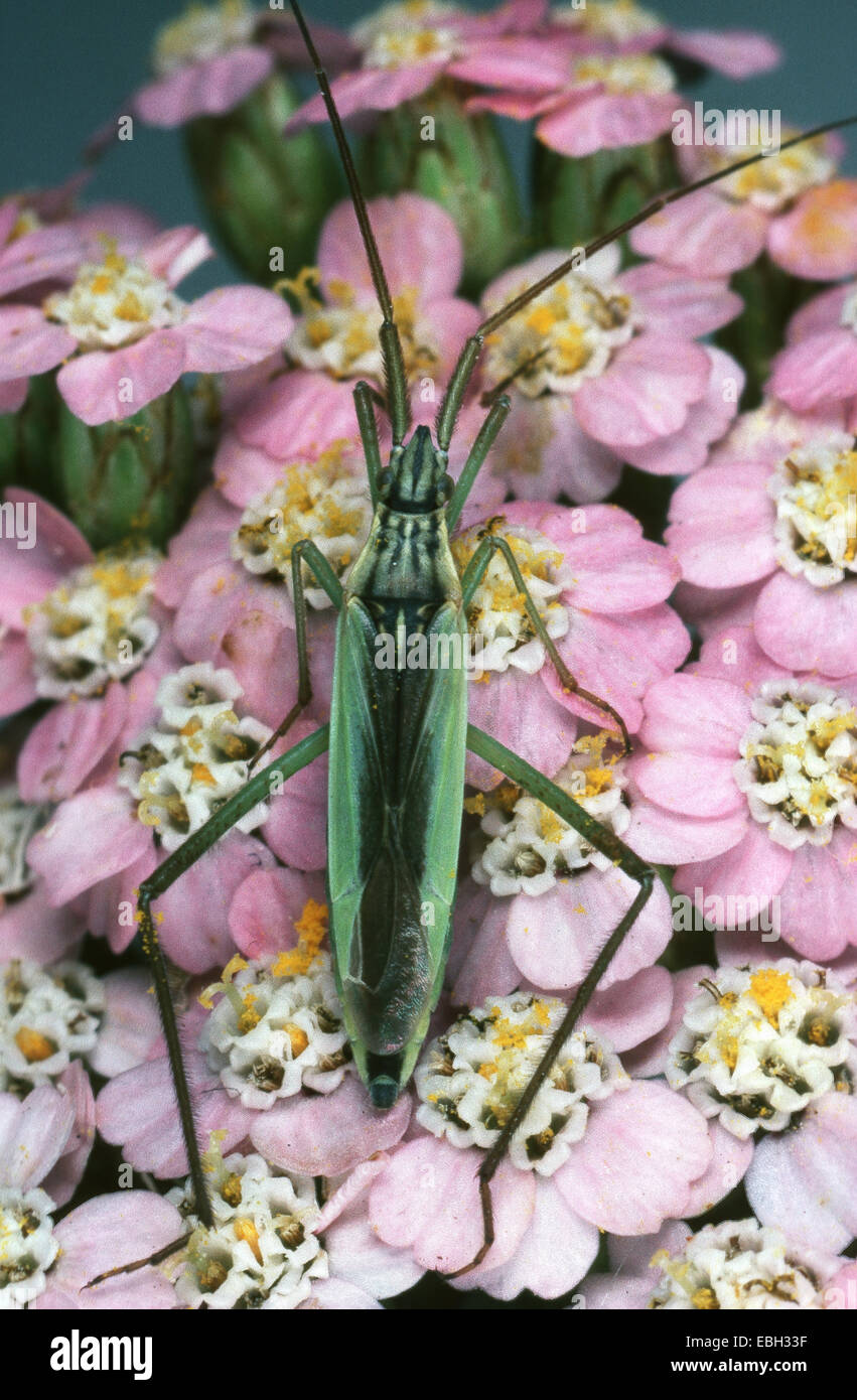mirid, capsid bug, plant bug (Notostira elongata Stock Photo - Alamy