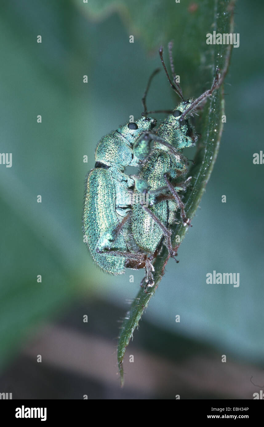silver-green leaf weevil (Phyllobius argentatus Stock Photo - Alamy