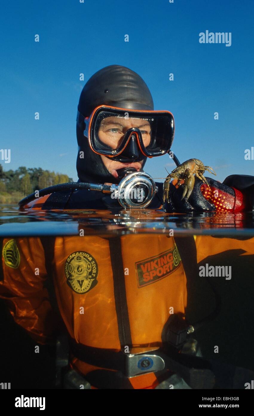 crayfish, diver holding an individual on his hand, BLWS010726.jpg Stock ...