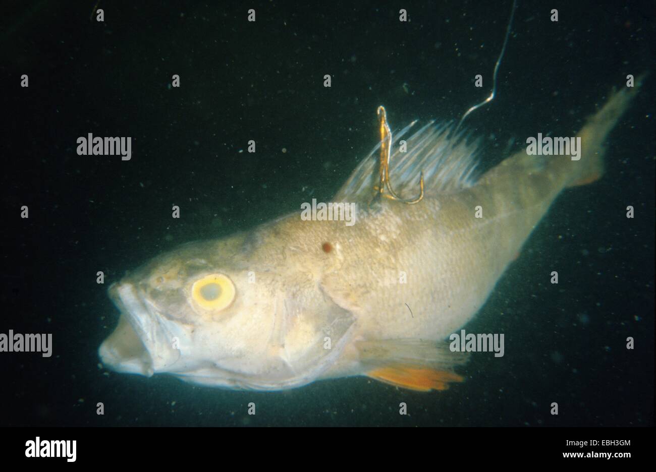 fish with fish hook, BLWS010672.jpg Stock Photo - Alamy