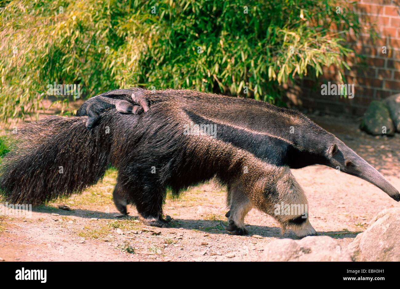 giant anteater (Myrmecophaga tridactyla), mother with young on the back ...