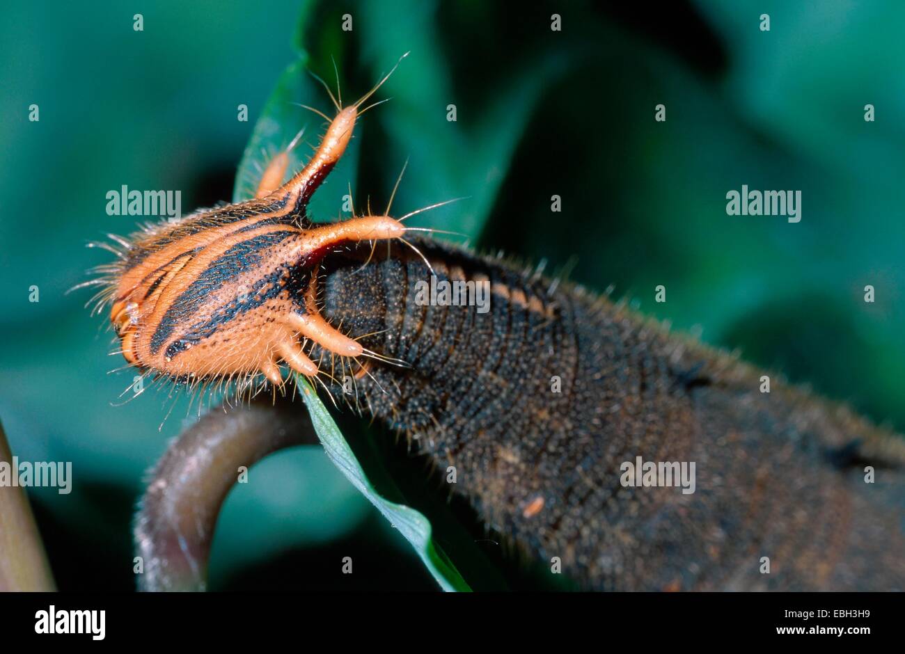 noctuid moth, caterpillar, detail, BLWS010683.jpg Stock Photo - Alamy