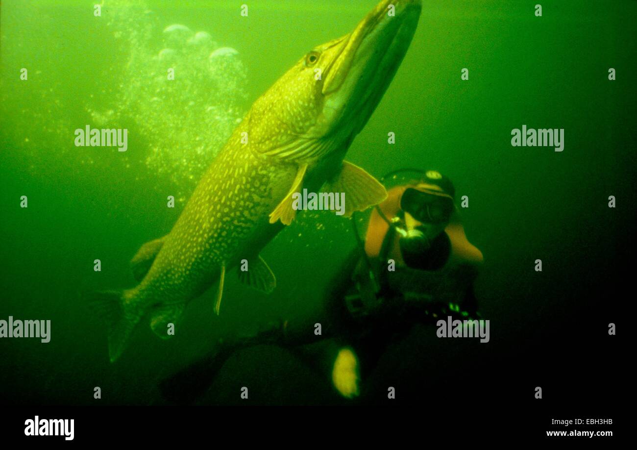 pike, northern pike (Esox lucius), with diver, BLWS010718.jpg Stock ...