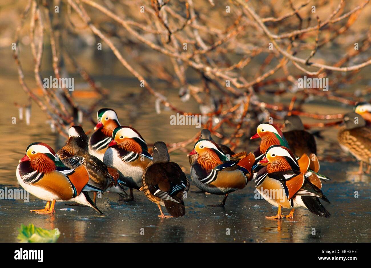 mandarin duck (Aix galericulata), aggregation, BLWS010756.jpg Stock ...