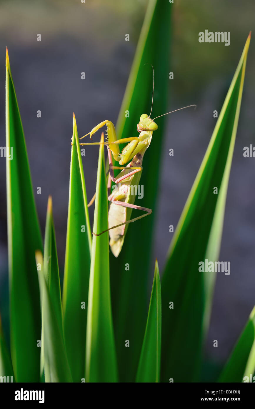 Green mantis insects hi-res stock photography and images - Alamy