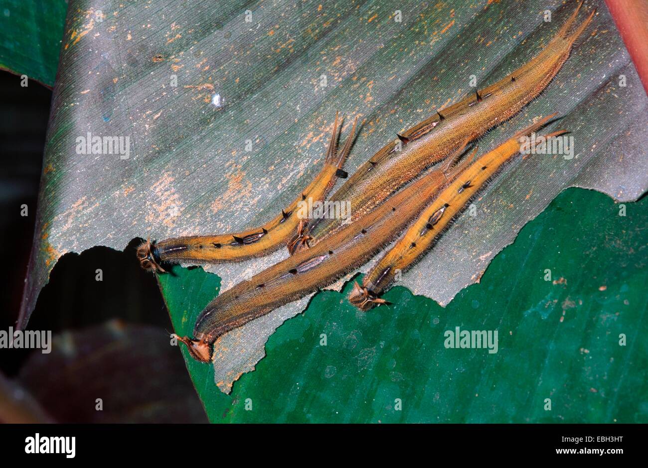 noctuid moth, BLWS010685.jpg Stock Photo - Alamy