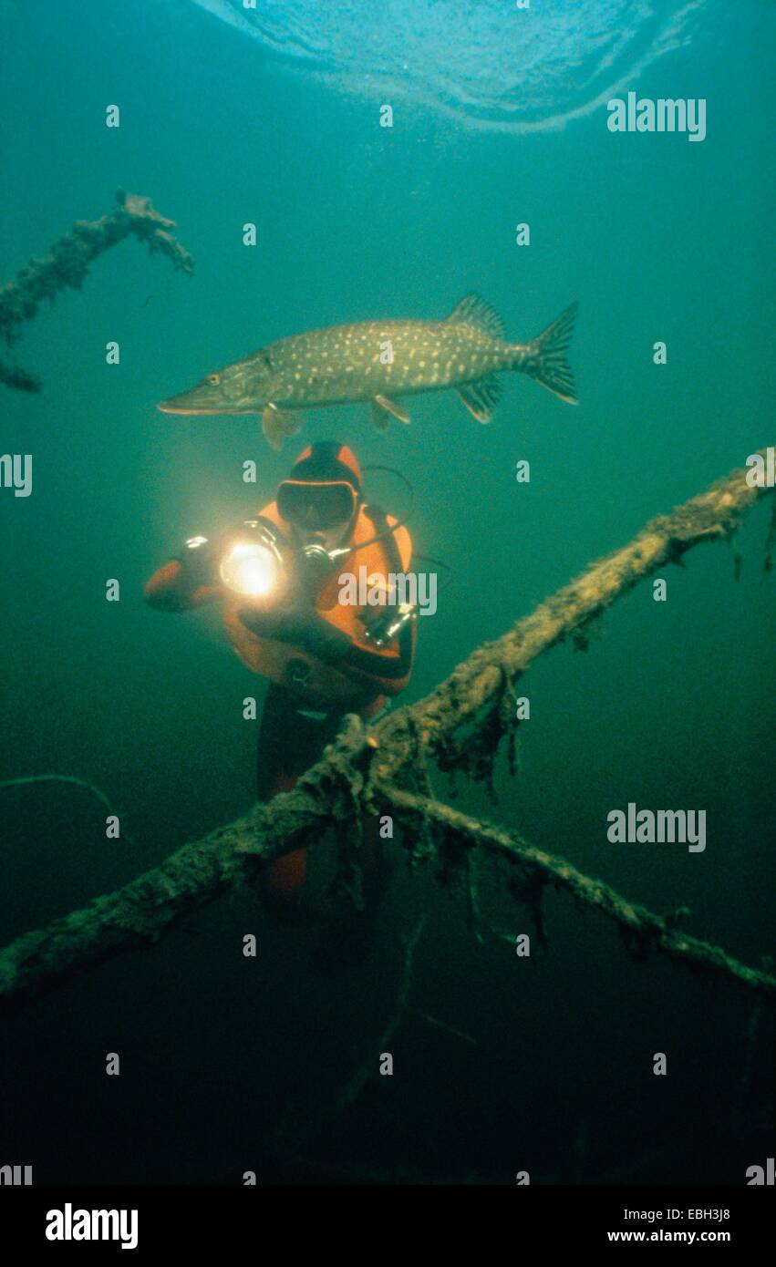 pike, northern pike (Esox lucius), with diver, BLWS010715.jpg Stock ...