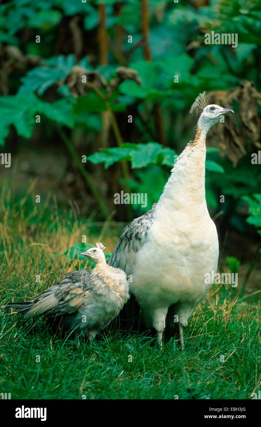 Common peafowl, Indian peafowl, blue peafowl (Pavo cristatus), female ...