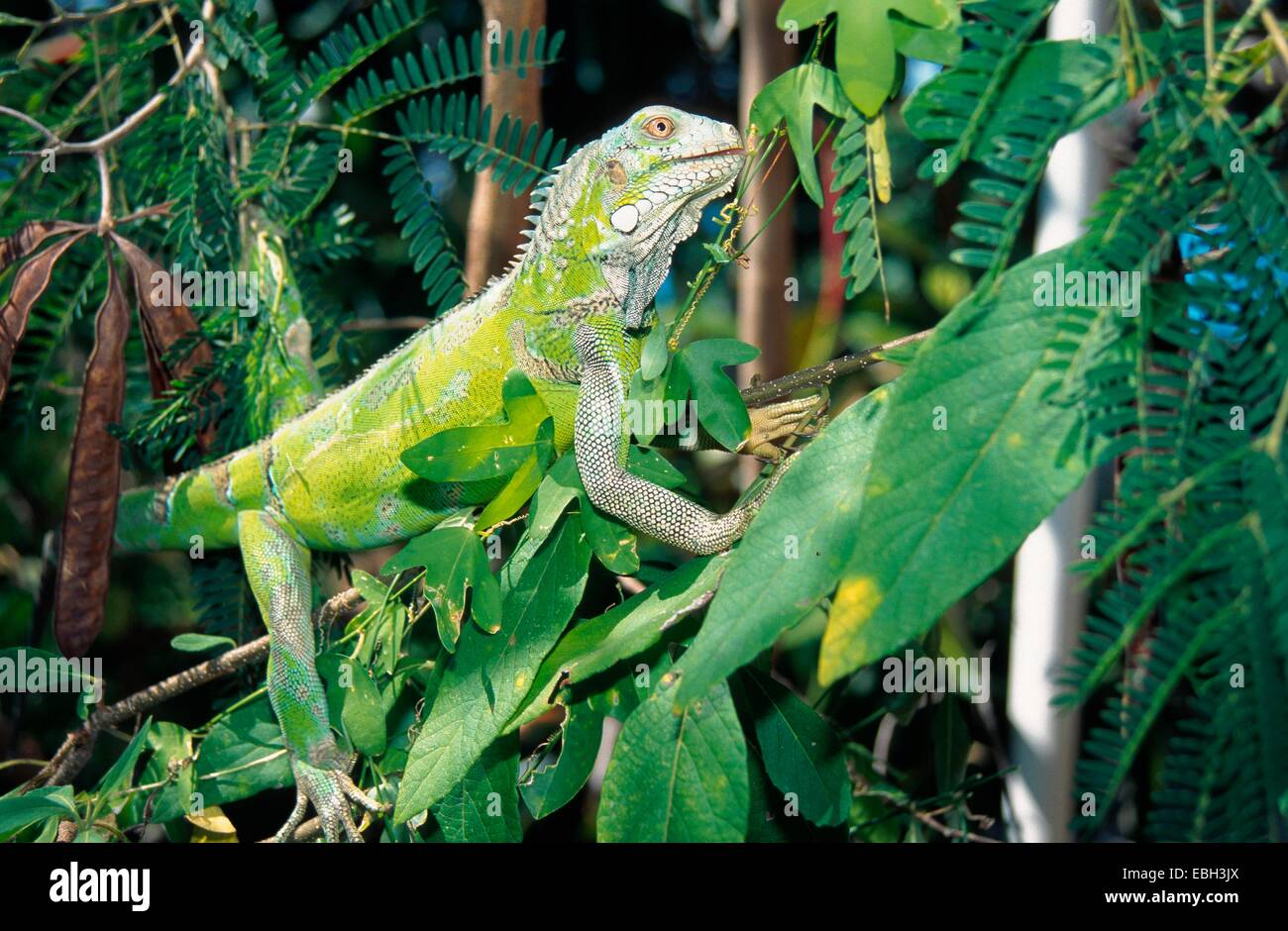 green iguana, common iguana (Iguana iguana), climbing in tree ...