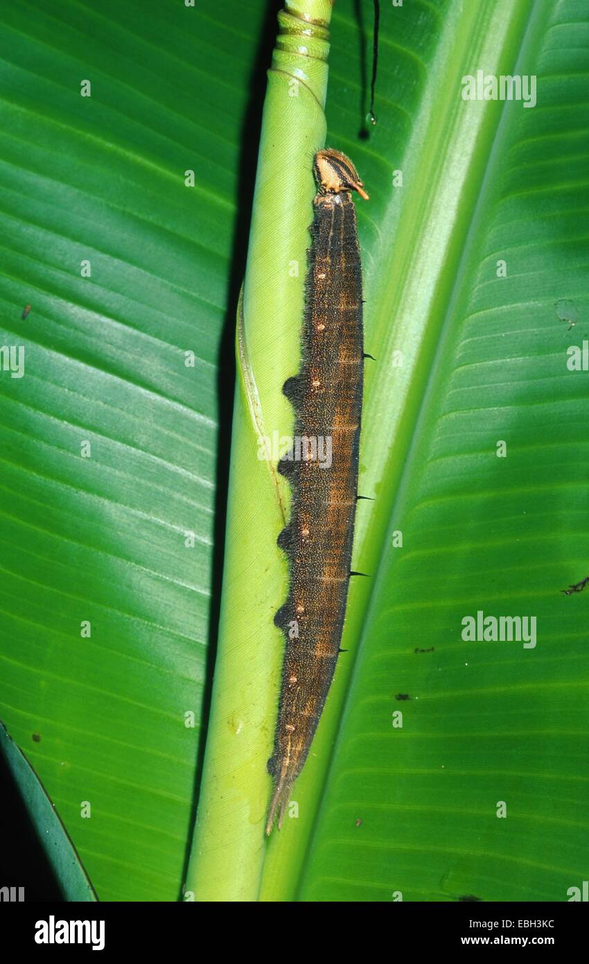 noctuid moth, caterpillar, BLWS010681.jpg Stock Photo - Alamy