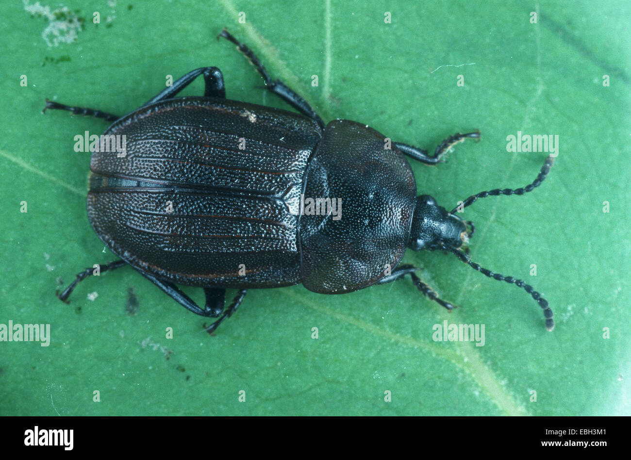 Silphid beetle hi-res stock photography and images - Alamy