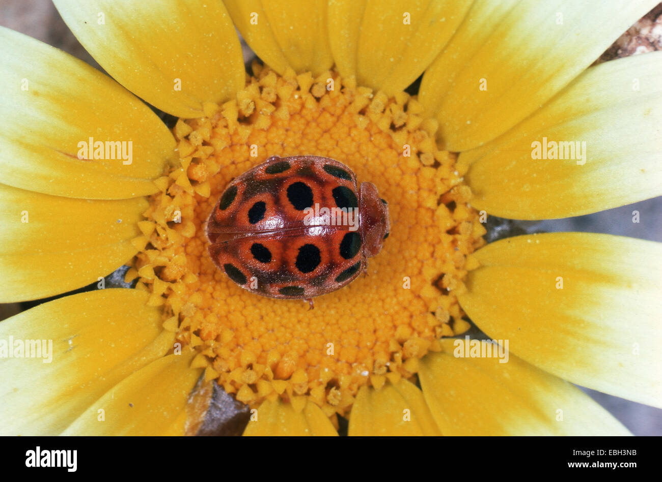 ladybird (Epilachna elaterii (chrysomelina)), sitting on a blossom, top ...