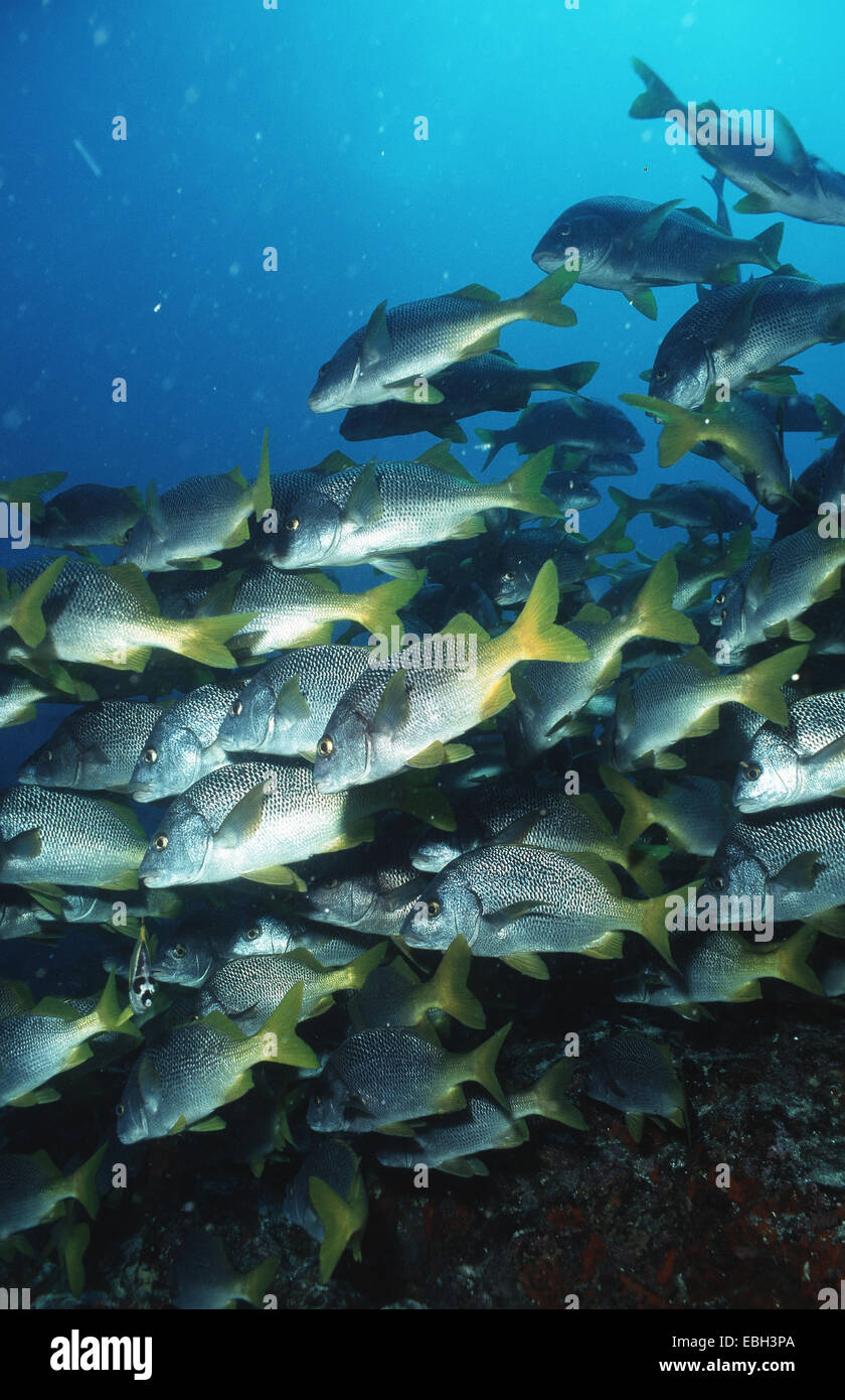 yellowtailed grunt (Anisotremus interruptus Stock Photo - Alamy