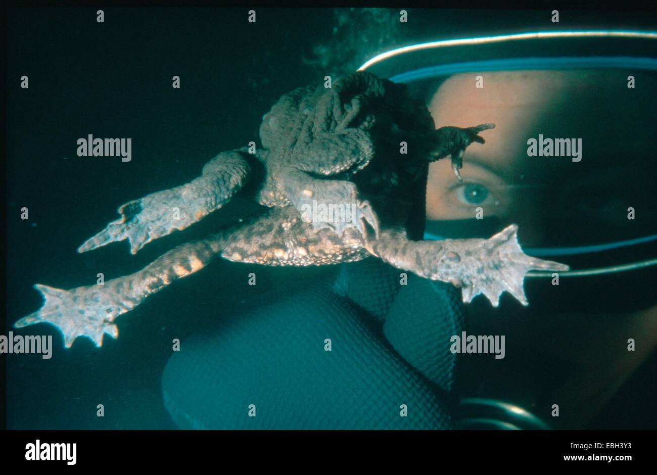 Aquatics water hi-res stock photography and images - Alamy