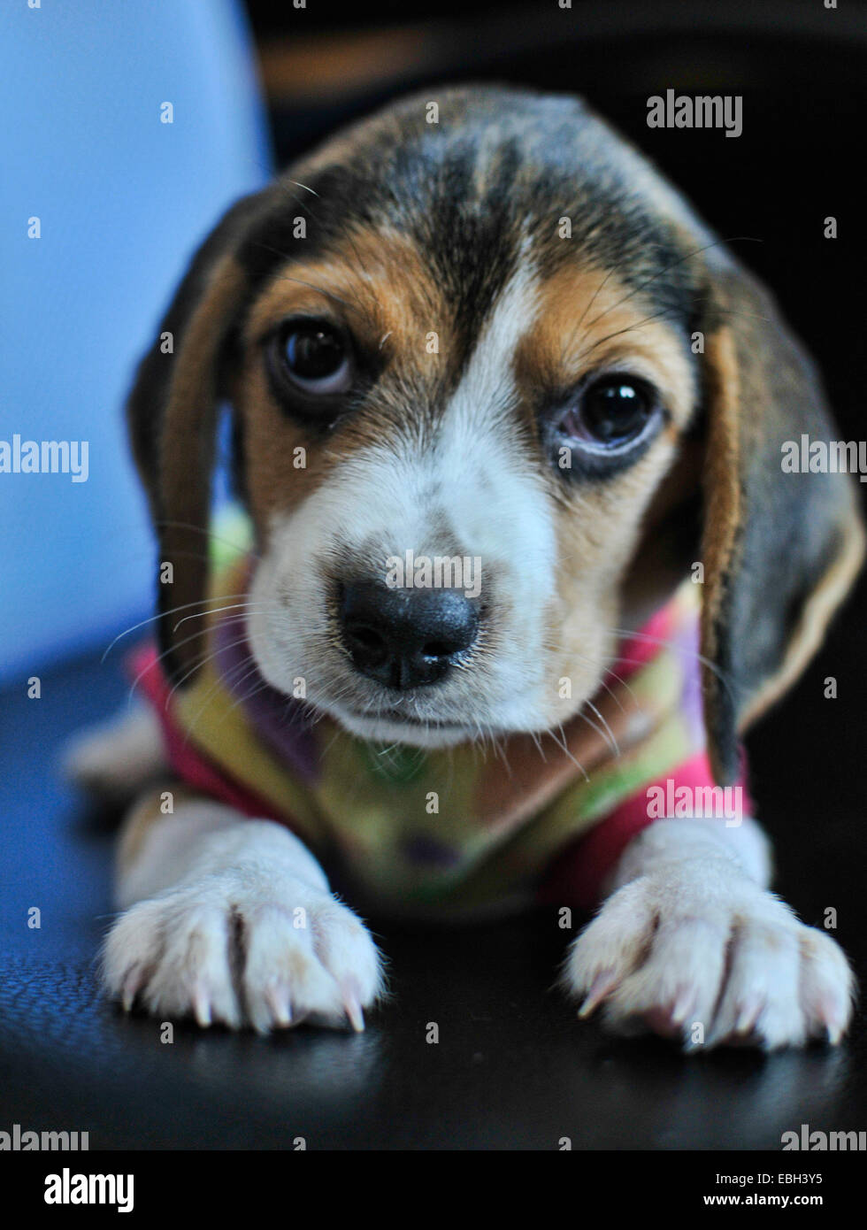 Baby beagle hi-res stock photography and images - Alamy