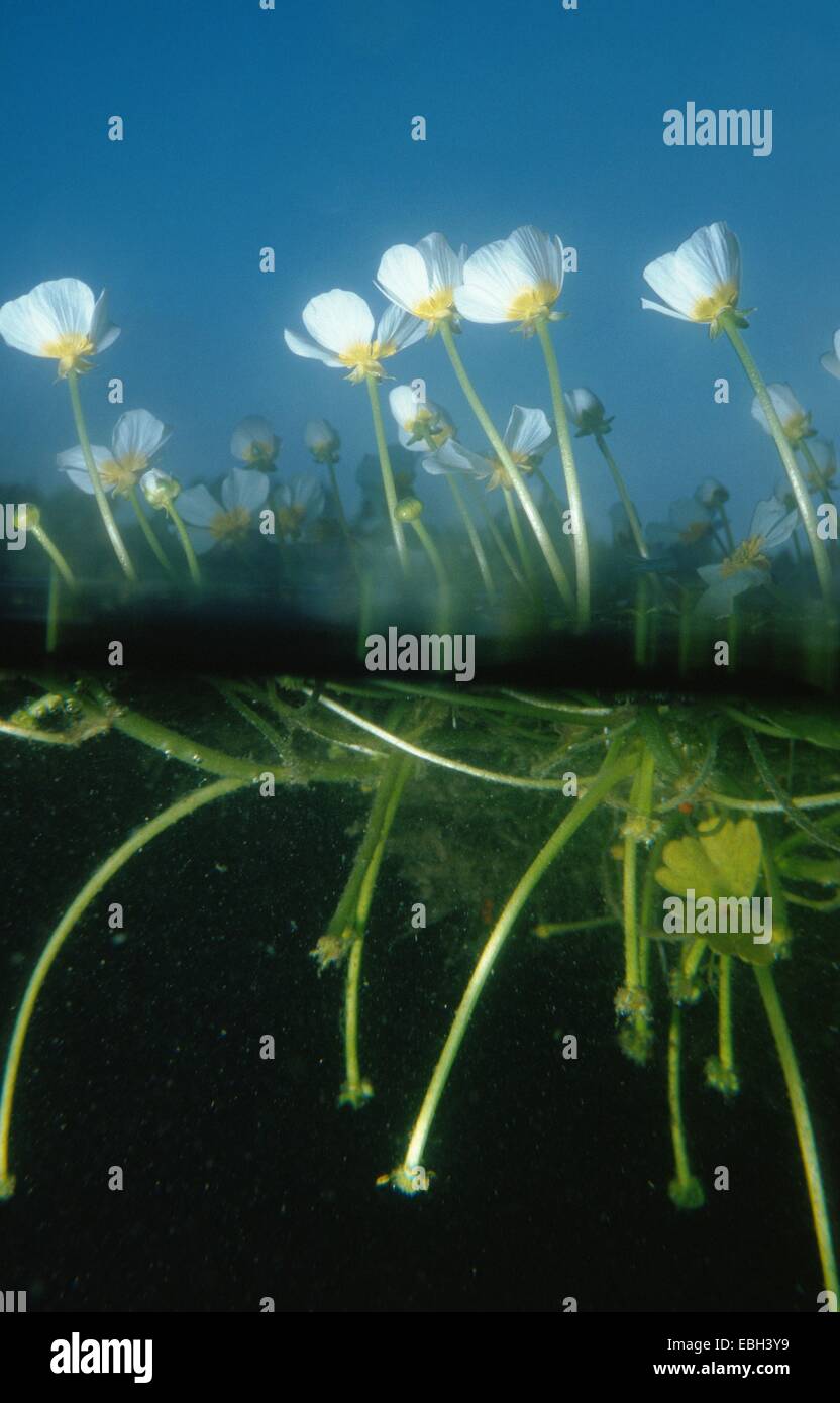 water crowfoot (Ranunculus aquatilis), BLWS010621.jpg Stock Photo - Alamy