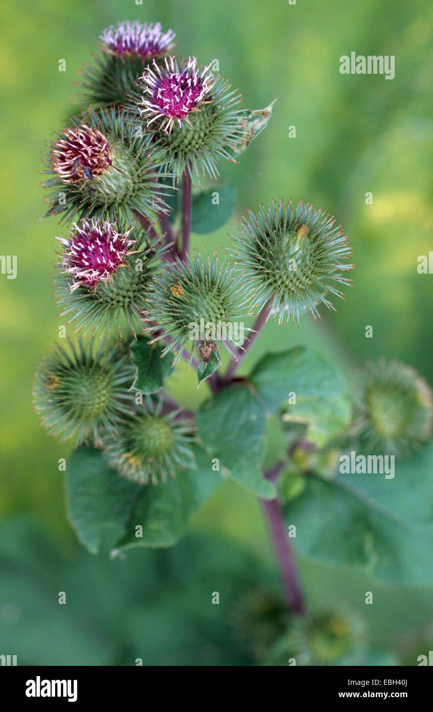 common burdock, lesser burdock (Arctium minus), blooming Stock Photo ...