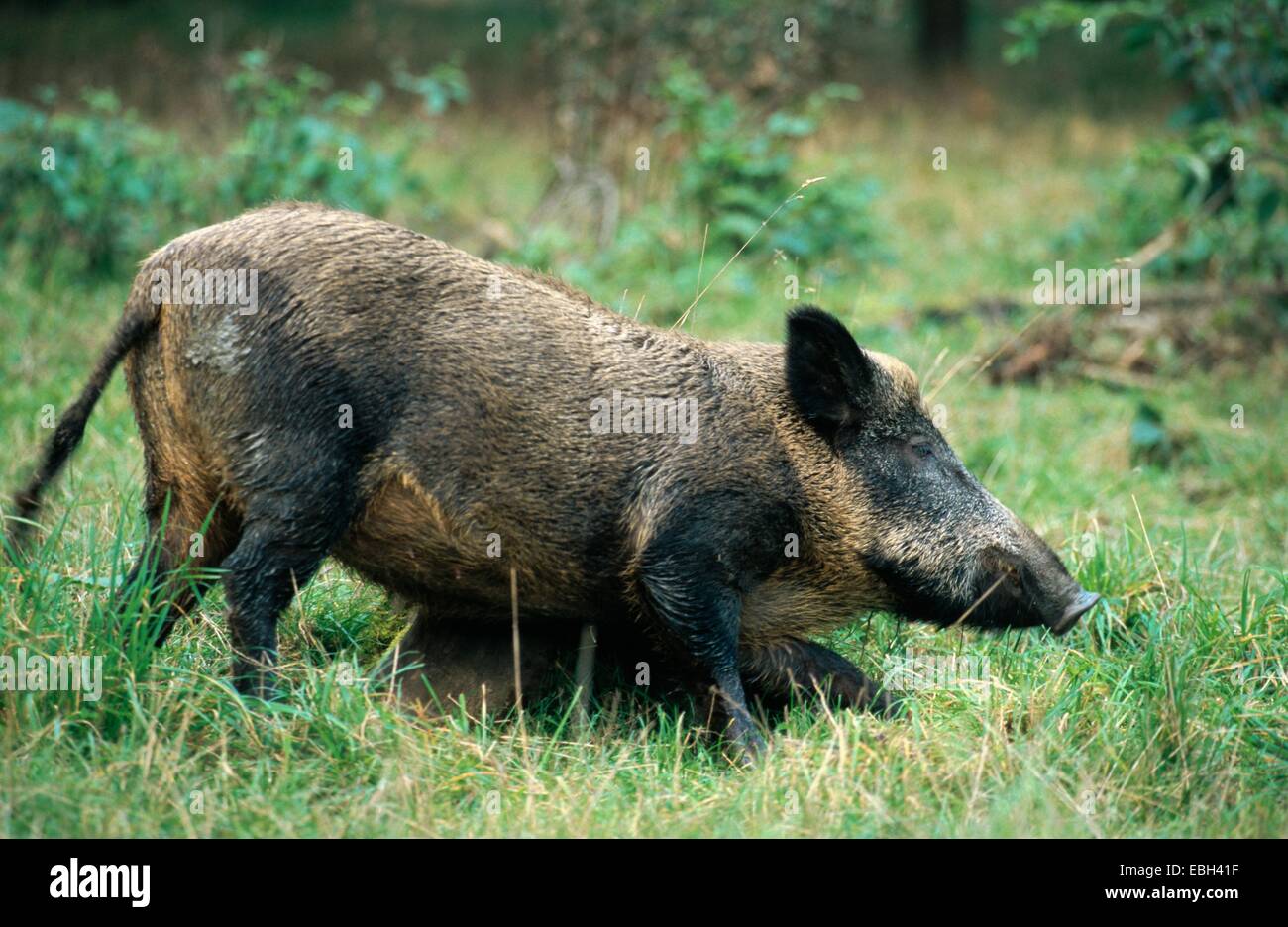 wild boar, pig (Sus scrofa), scratching at a stump Stock Photo - Alamy