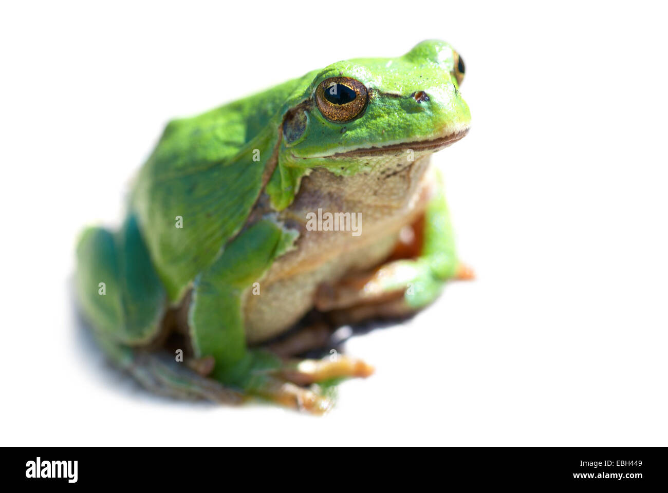 Cute little green frog Cut Out Stock Images & Pictures - Alamy