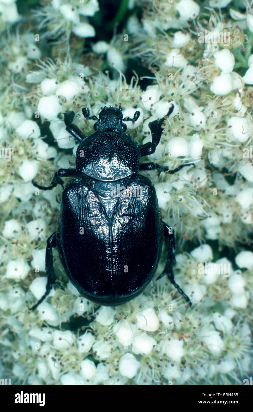 hermit beetle (Osmoderma eremita Stock Photo - Alamy