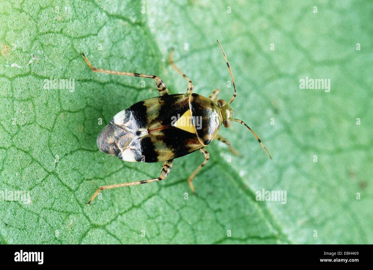 bug (Liocoris tripustulatus Stock Photo - Alamy