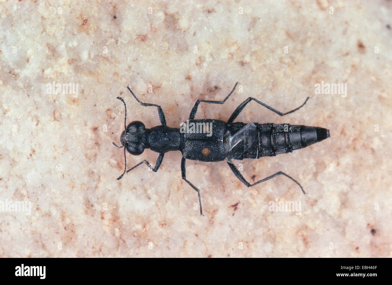 Stenus beetle hi-res stock photography and images - Alamy