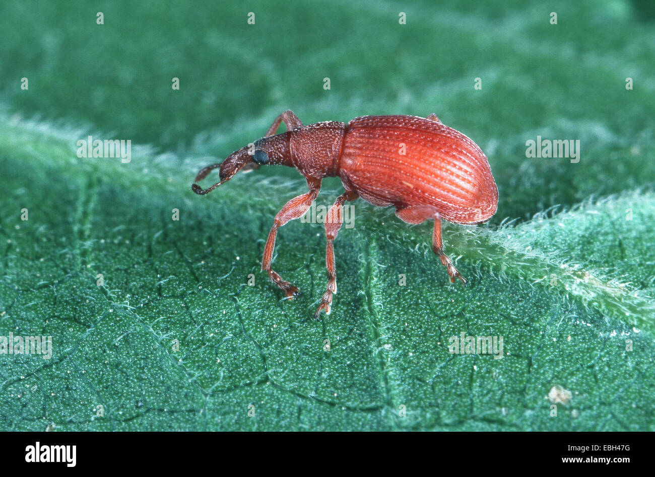 gall weevil (Apion miniatum Stock Photo - Alamy
