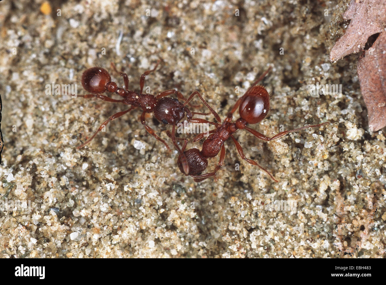 ants on sand Stock Photo - Alamy