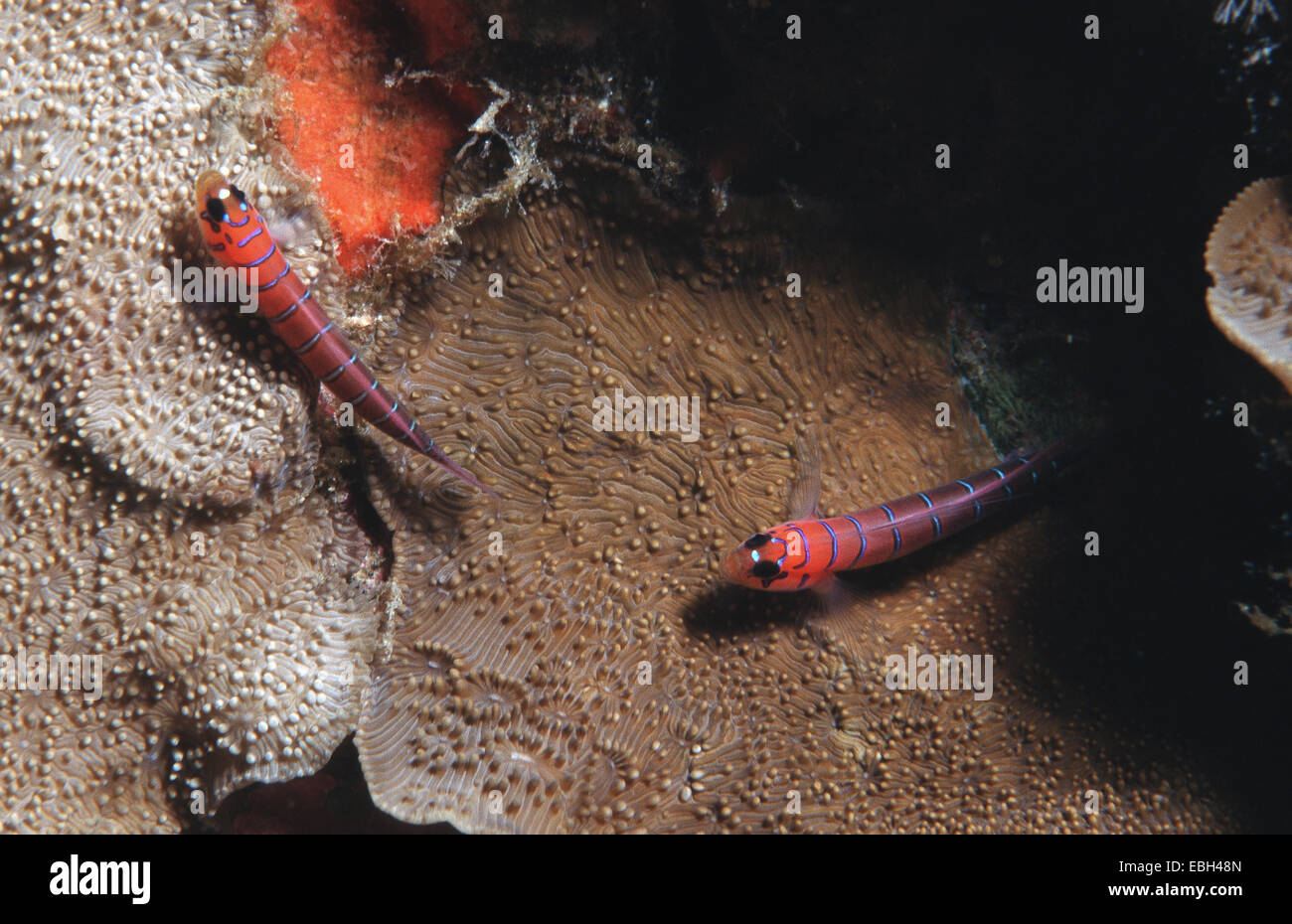 Galapagos blue-banded goby (Lythrypnus gilberti Stock Photo - Alamy