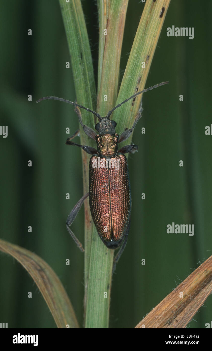 reed beetle (Donacia clavipes Stock Photo - Alamy