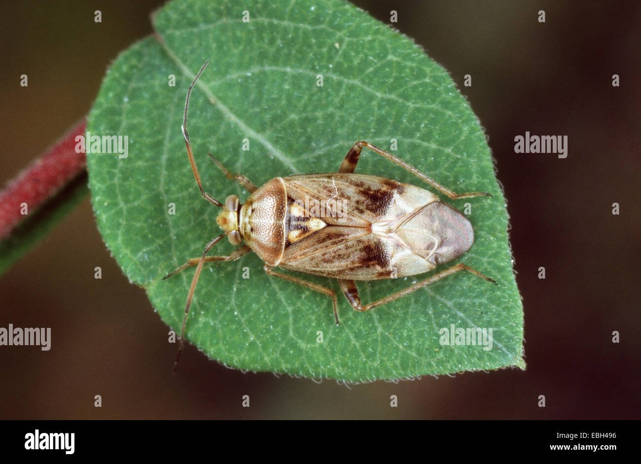 plant bug (Lygus pubescens Stock Photo - Alamy