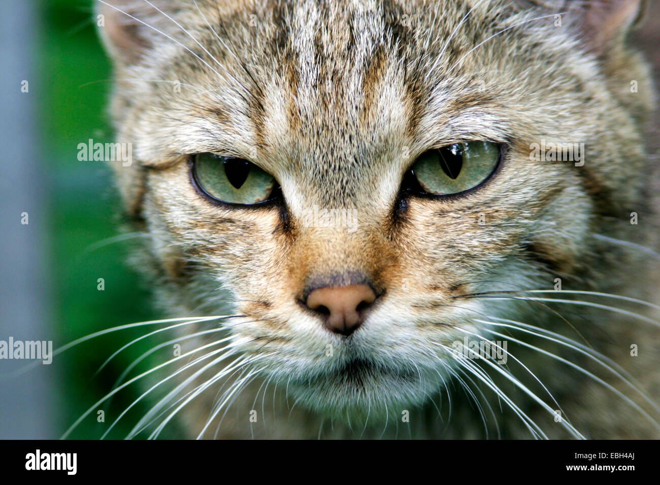 European wildcat, forest wildcat (Felis silvestris silvestris ...