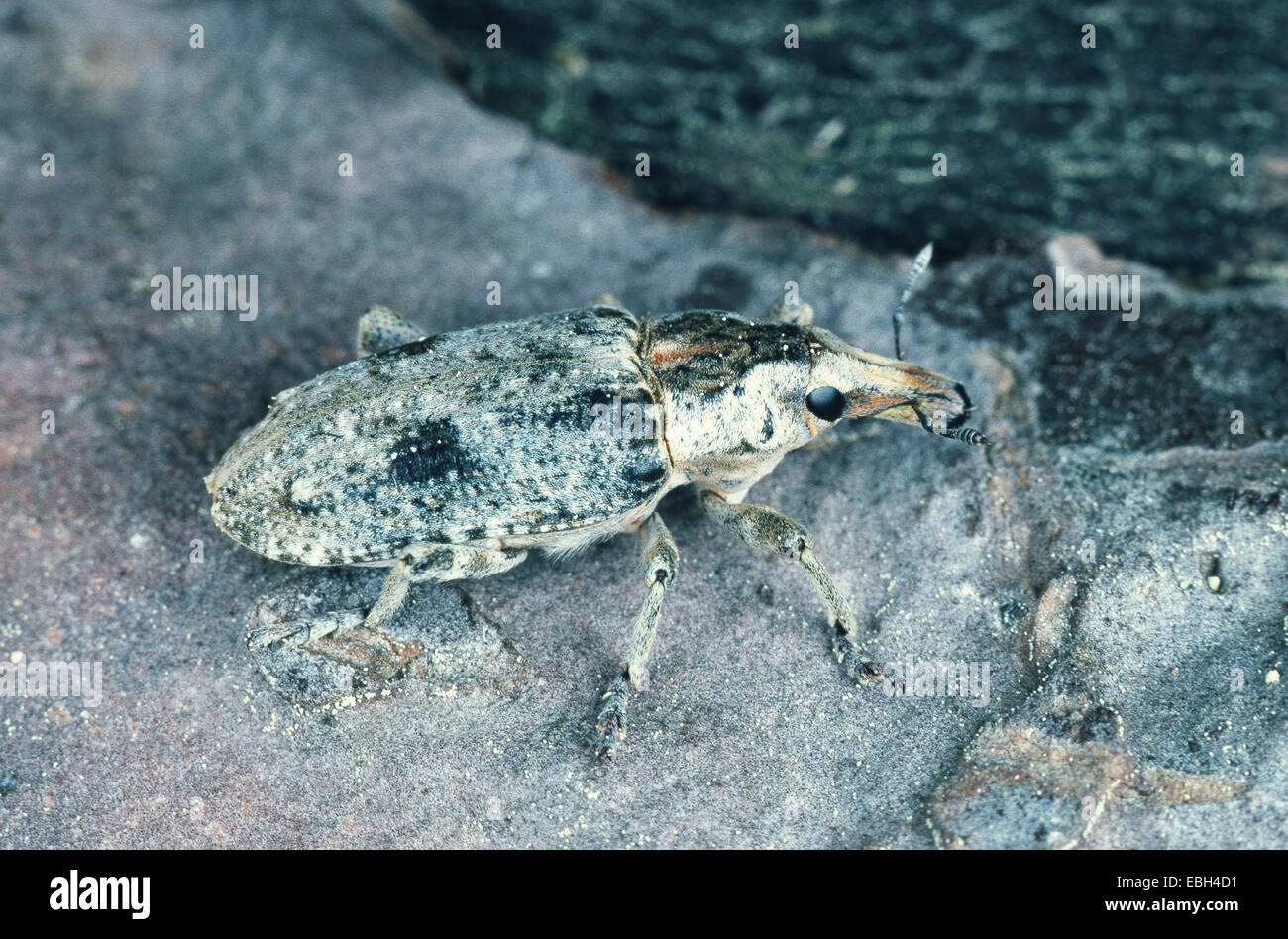 Root weevil hi-res stock photography and images - Alamy