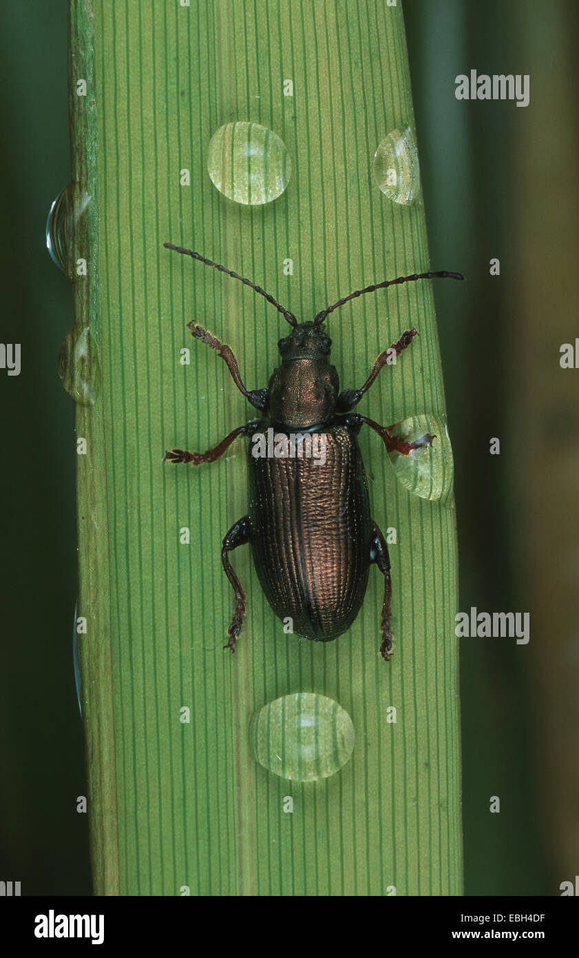 Reed beetles hi-res stock photography and images - Alamy